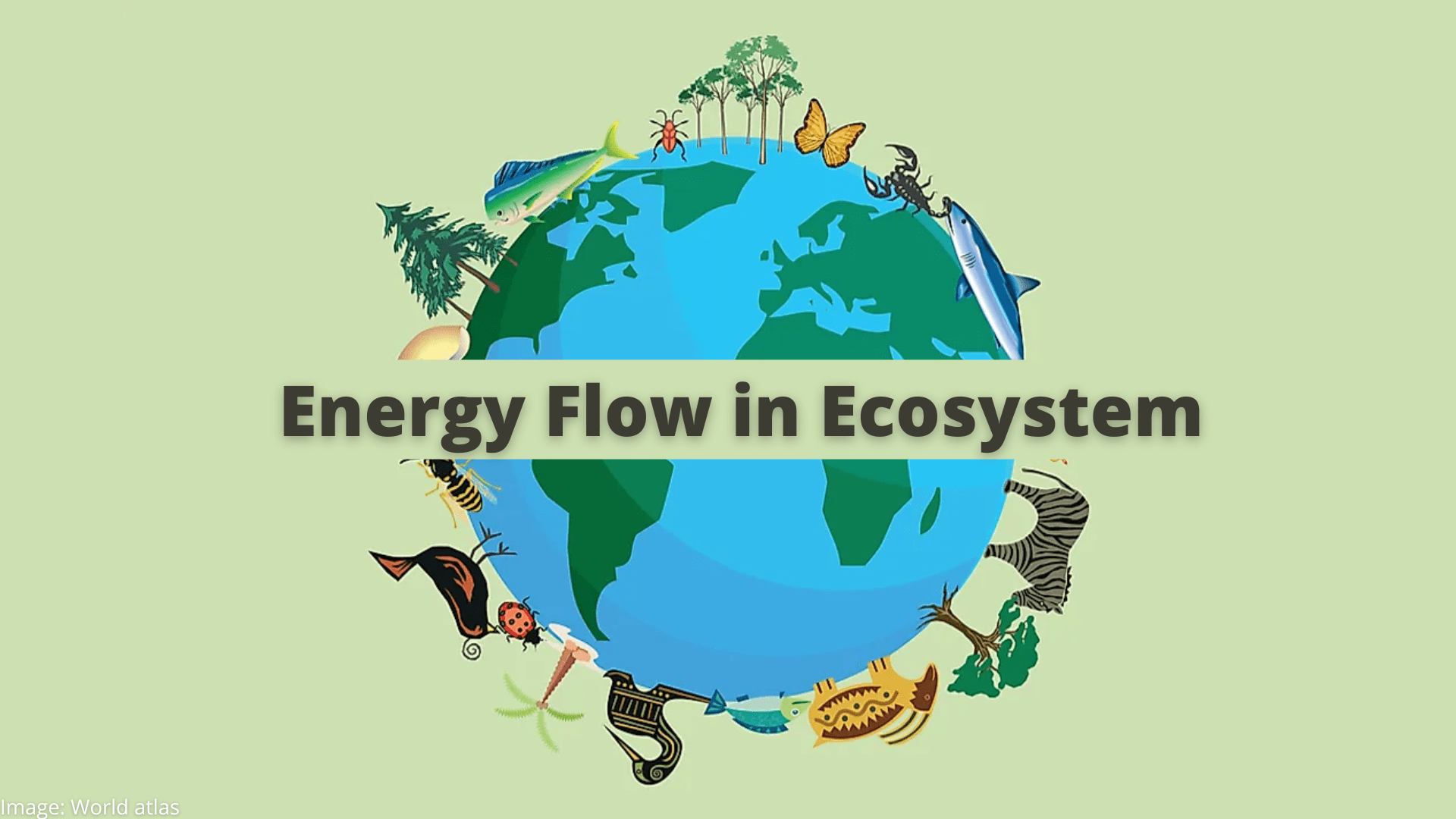 Energy Flow Through An Ecosystem Worksheet Printable Grammar Worksheett