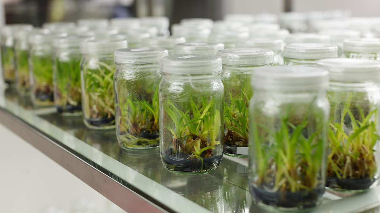 Understanding Tissue Culture Concepts and It's Applications ...