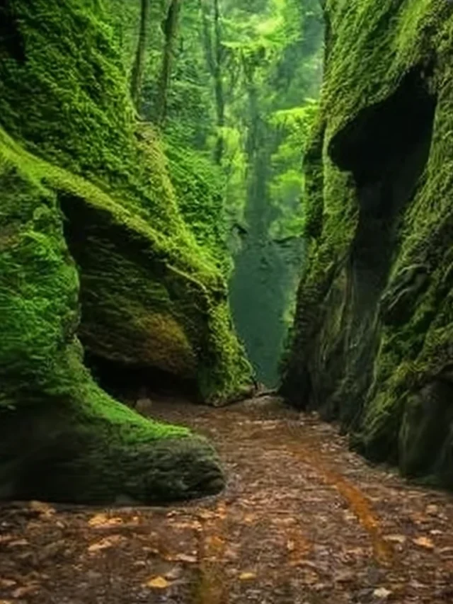 Biodiversity Heritage Sites of India. - Geographic Book